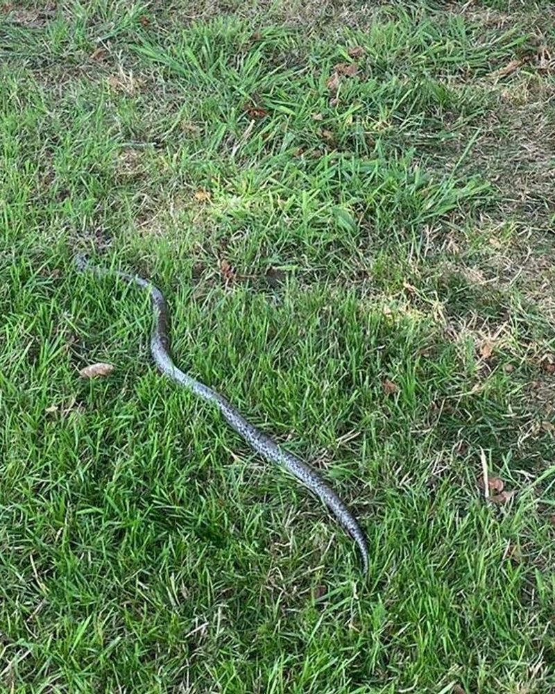 Buurtnatuurgebied bij Eelde wordt slangenwalhalla - RTV Drenthe