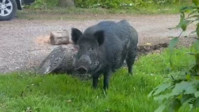 Rechtszaak over afschieten wild zwijn: 'Gevaarlijker dan de wolf' - RTV ...