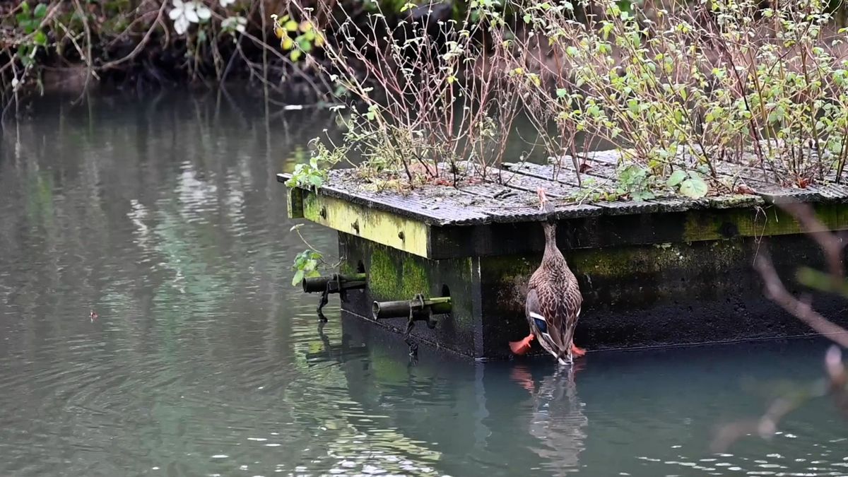 Eend met groot probleem wordt gered - Omroep Gelderland