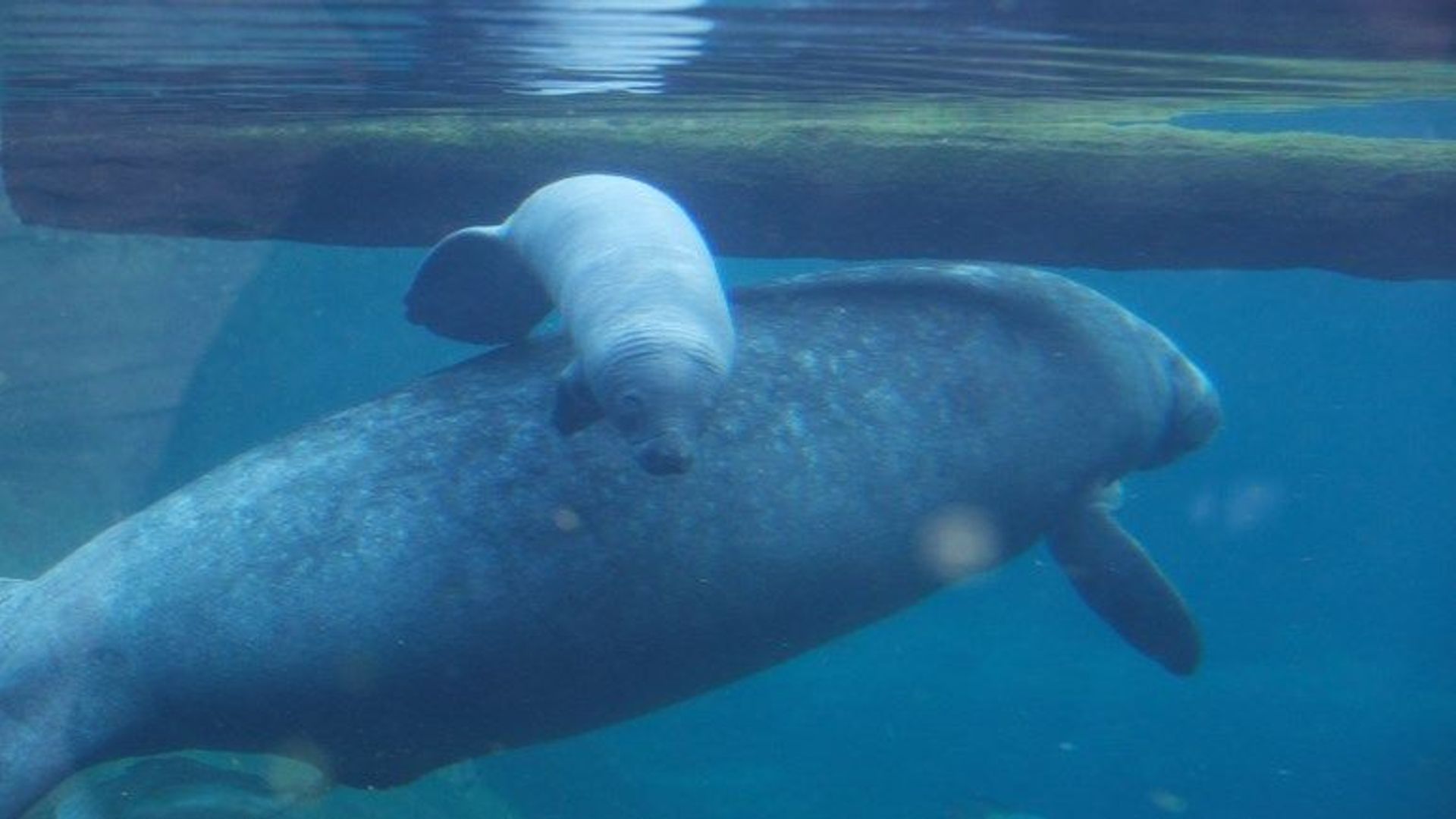 Jonge zeekoe in Burgers' Zoo gestorven - Omroep Gelderland
