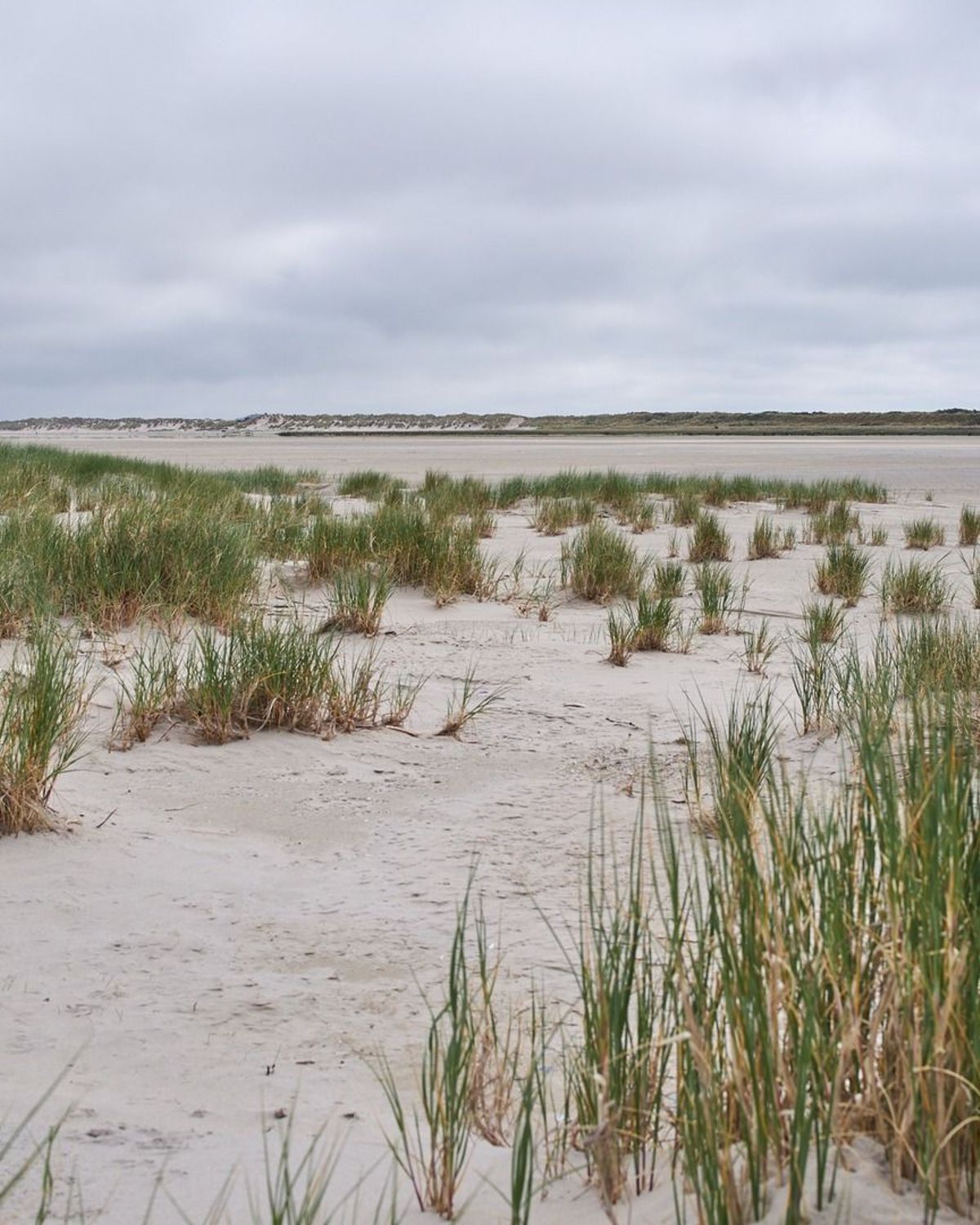 Meer nesten strandbroeders op groene strand tussen Ballum en Hollum op ...