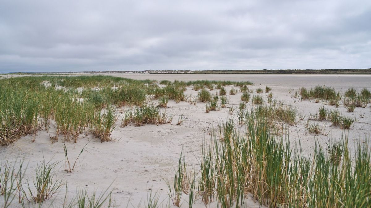 Meer nesten strandbroeders op groene strand tussen Ballum en Hollum op ...