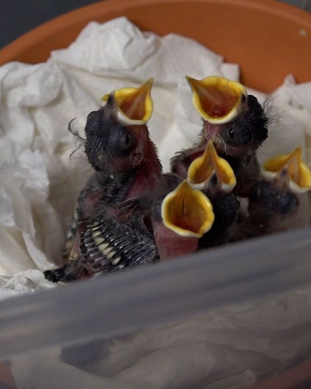 Jong vogeltje op de grond? Soms help je juist door niets te doen ...