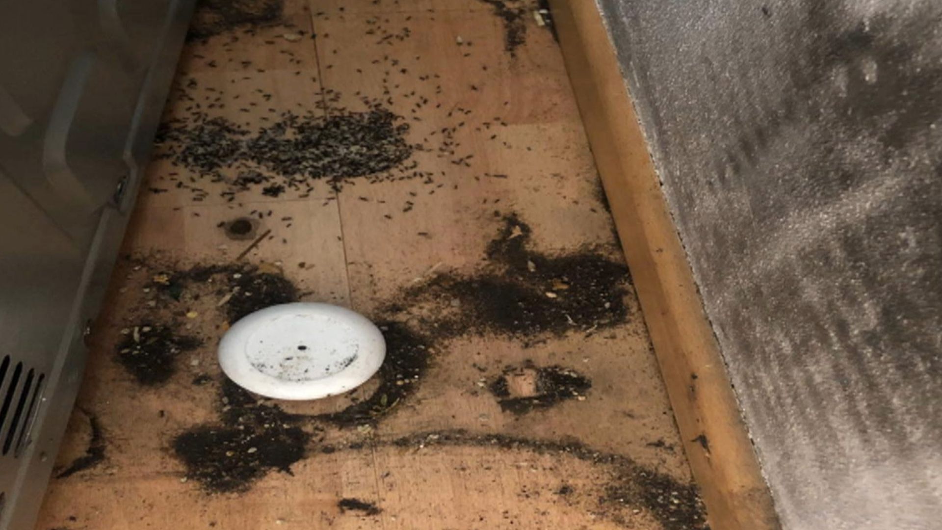 Terrormier verdreven uit Kralingen: ‘Fantastisch hè. We kunnen weer ...