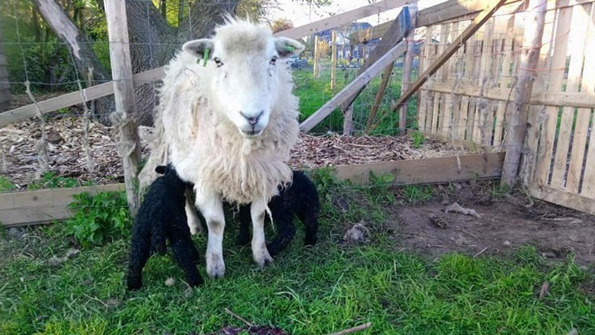 Schaap dood omdat iemand steeds schrikdraad uitzet: 'Stop er ...