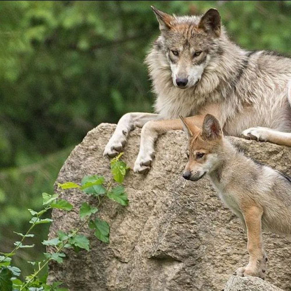 Jonge wolf breekt poot en welp is gewond: 'Waarschijnlijk einde verhaal ...