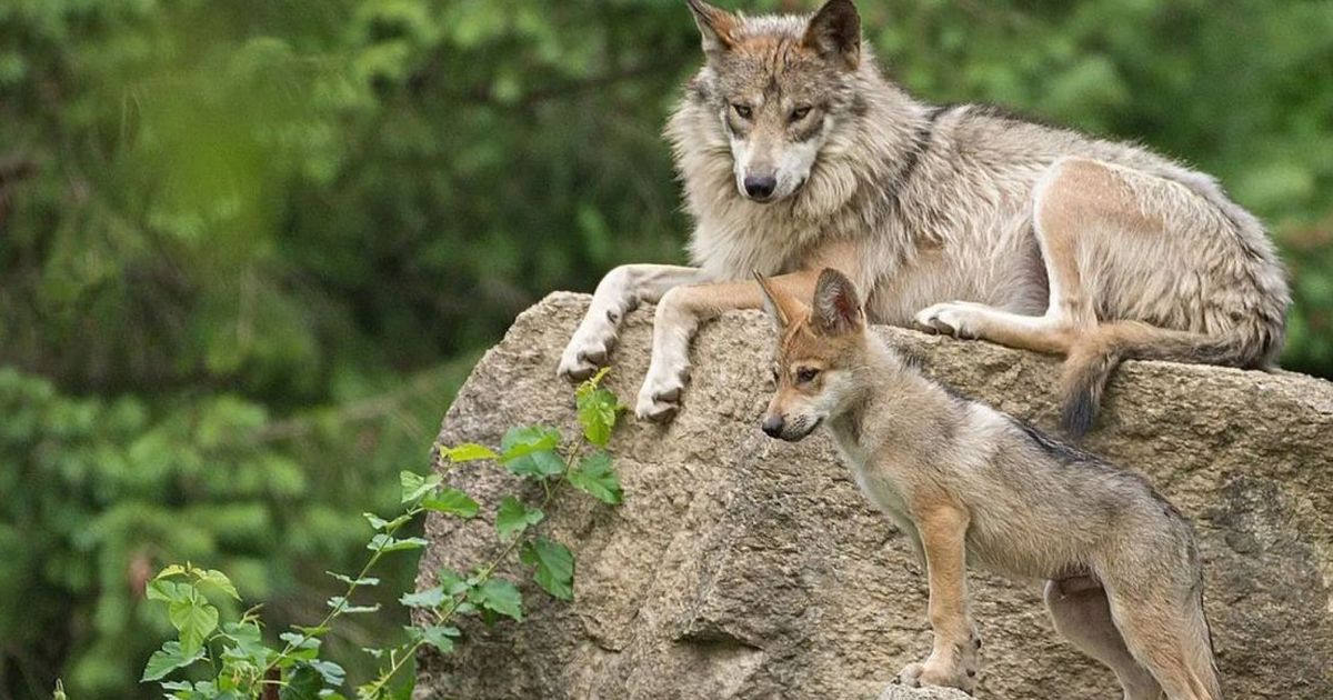 Jonge wolf breekt poot en welp is gewond: 'Waarschijnlijk einde verhaal ...