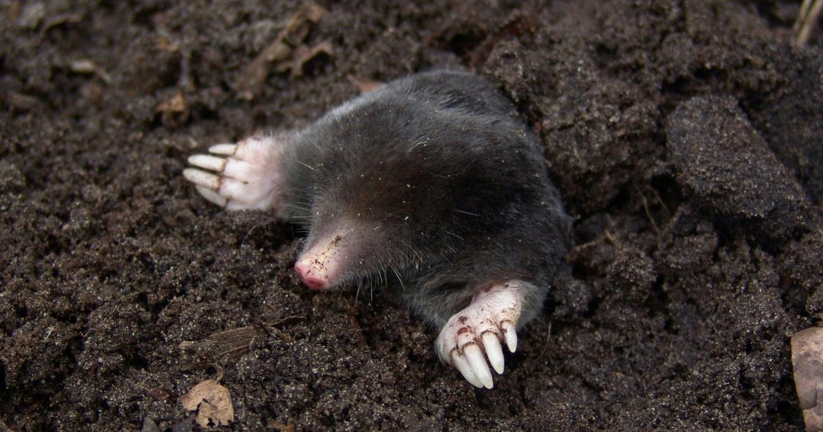 Waarom je in deze tijd van het jaar zoveel molshopen ziet - RTV Utrecht