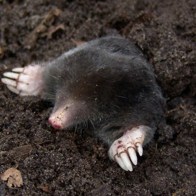 Waarom je in deze tijd van het jaar zoveel molshopen ziet - RTV Utrecht