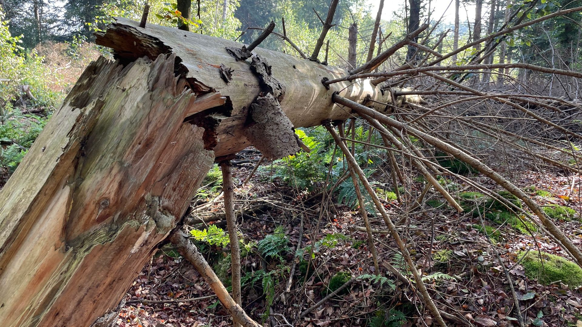 Dode bomen maken droogte zichtbaar én bieden kansen - Omroep Gelderland