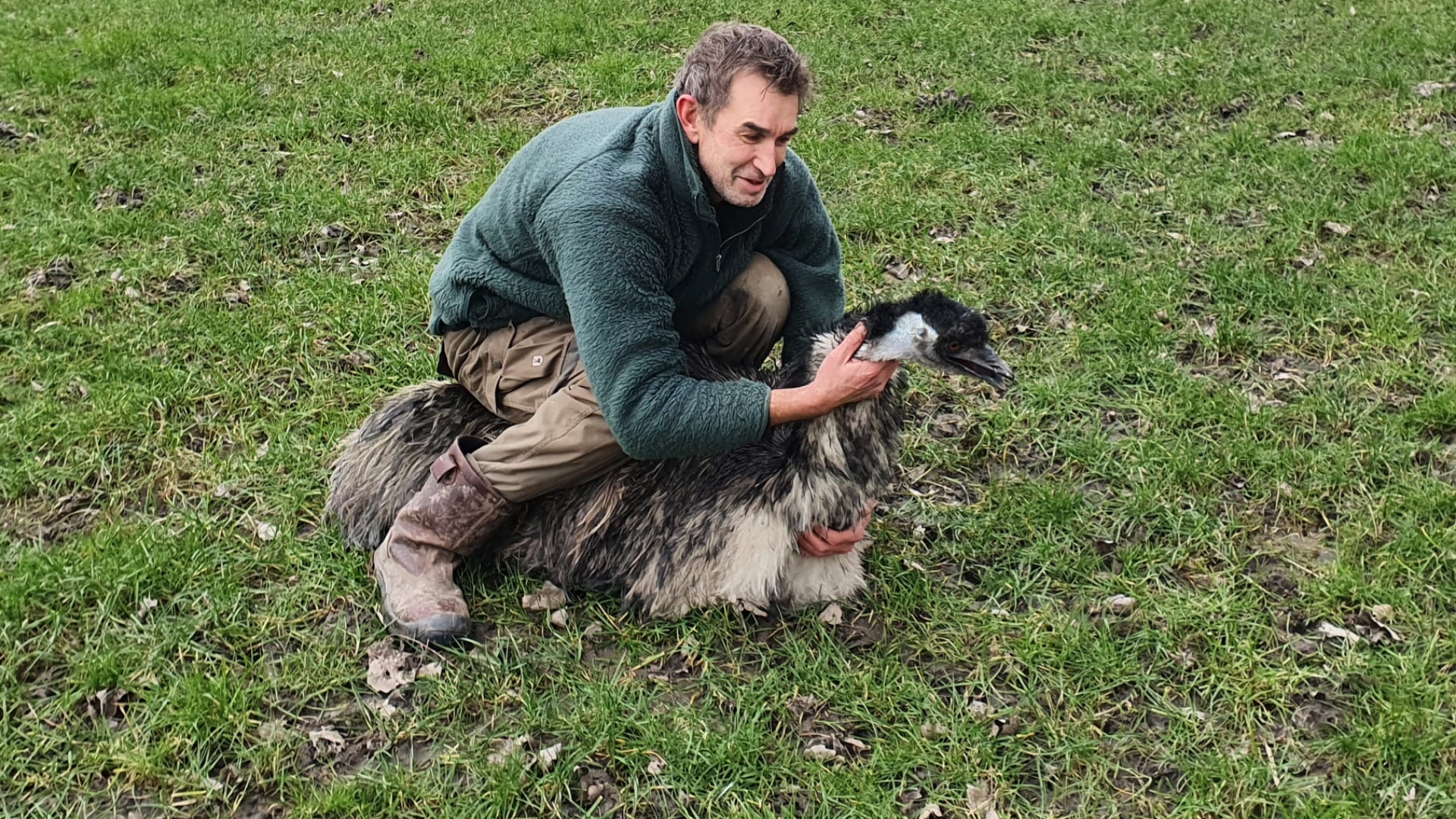 Hoe vang je de op een na grootste vogel ter wereld in het Groninger ...