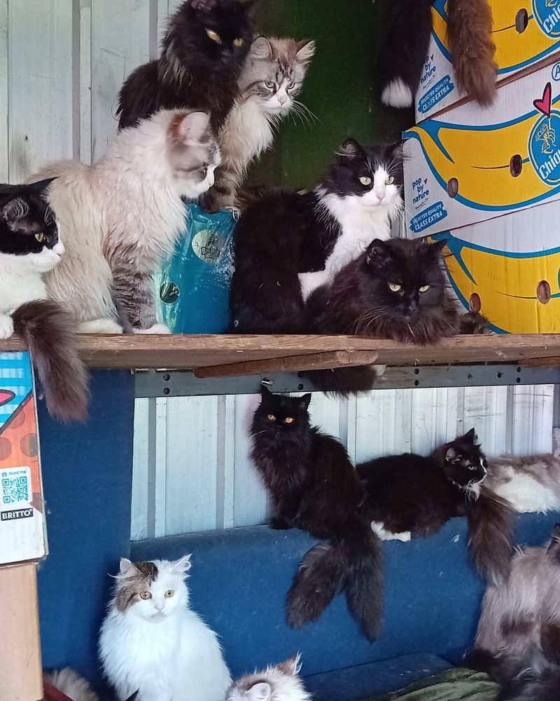 De 108 katten die in een kar in Bierum zaten maken het goed - RTV Noord