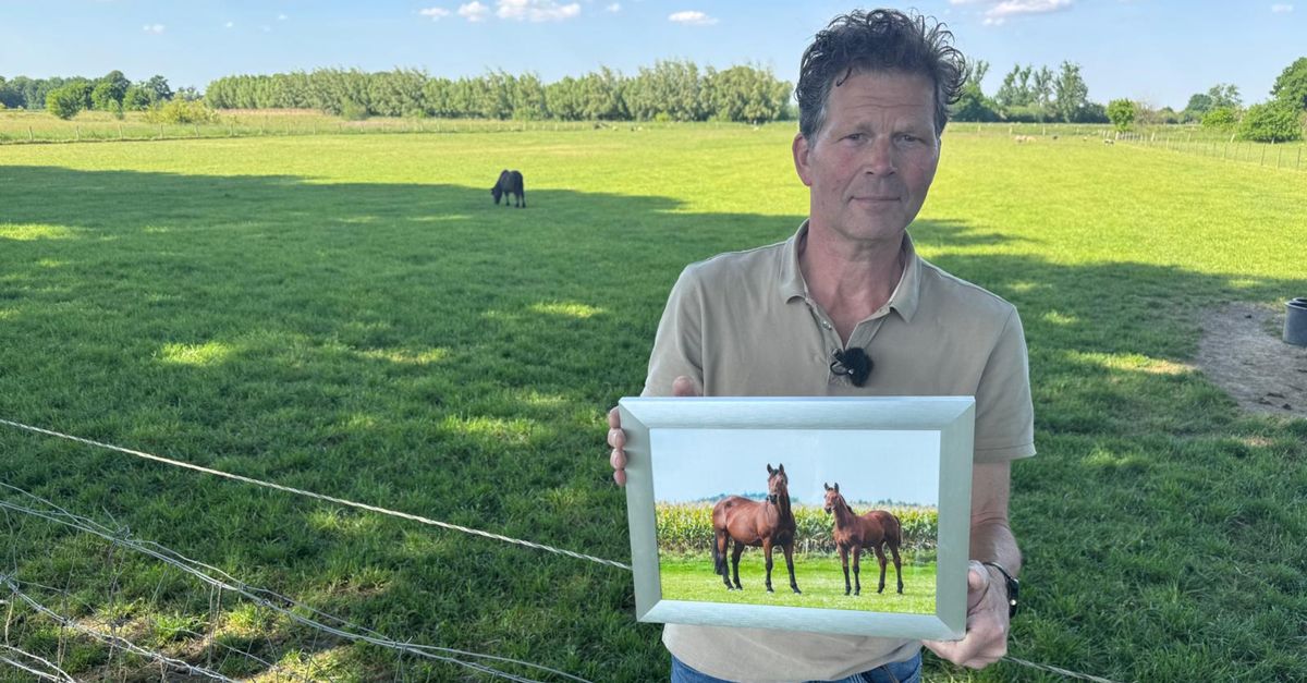 Kans op terugkeer gestolen paarden klein: 'Zo'n diefstal nog nooit ...