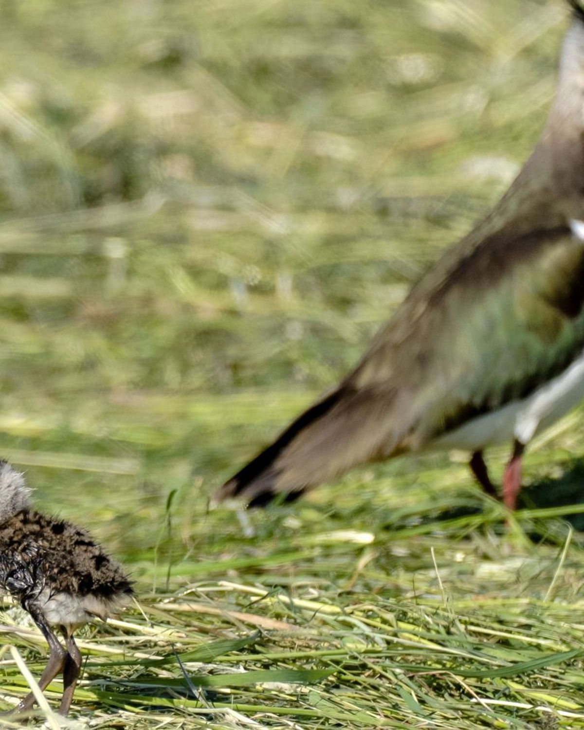Kievitskuikens hebben behoefte aan kort, beweid gras, toont nieuw ...