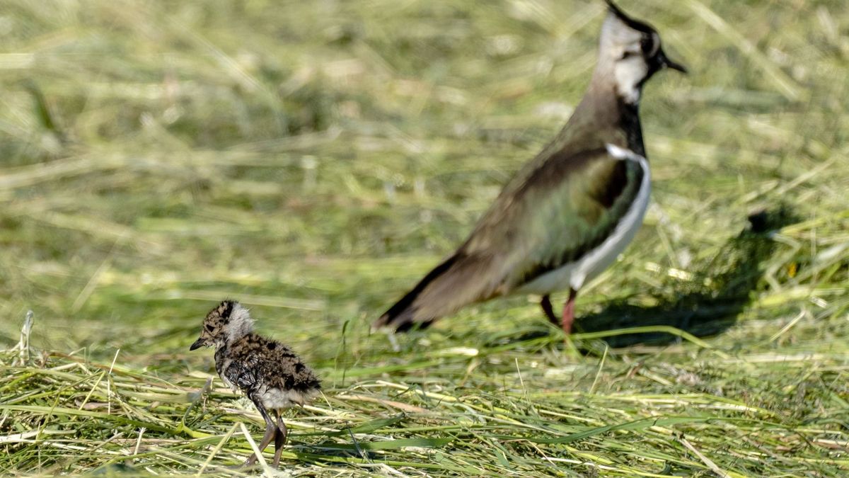 Kievitskuikens hebben behoefte aan kort, beweid gras, toont nieuw ...