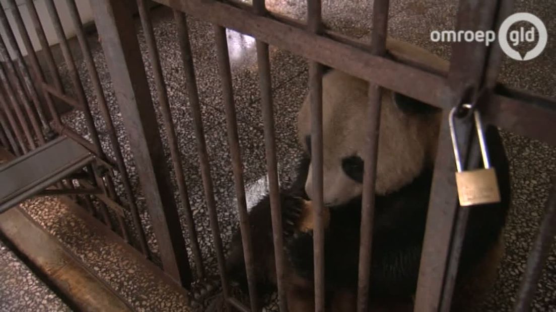 Droom komt uit voor Gelderse dierenverzorgsters: een maand lang panda's ...