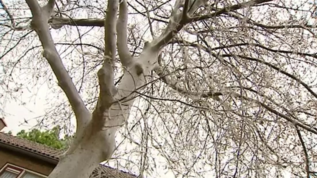 Spinselmot pakt bomen Hoogeveen in - RTV Drenthe