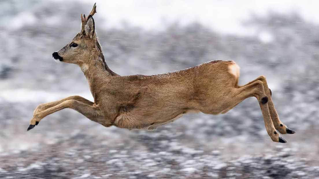 Hoe overleeft een ree de winter? - RTV Drenthe