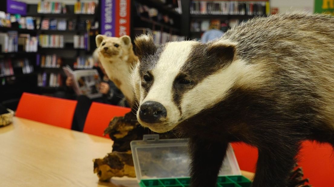 Drollen bekijken en opgezette dieren aaien tijdens het boswachtersuurtje in Borger - ROEG!