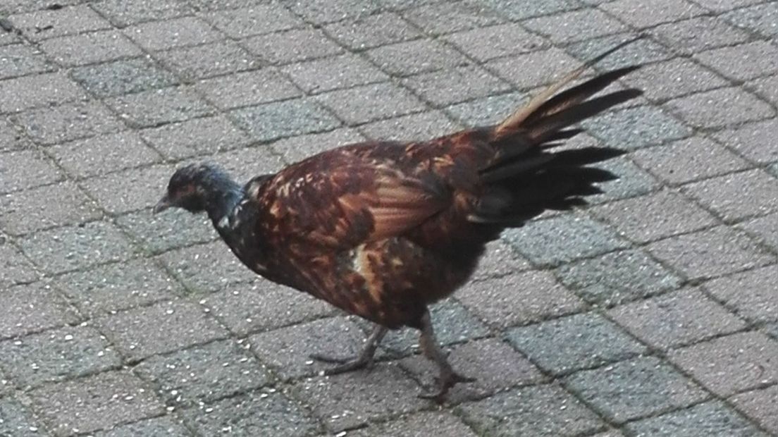 Zeldzame kruising tussen fazant en kip loopt al jaren rond op ...