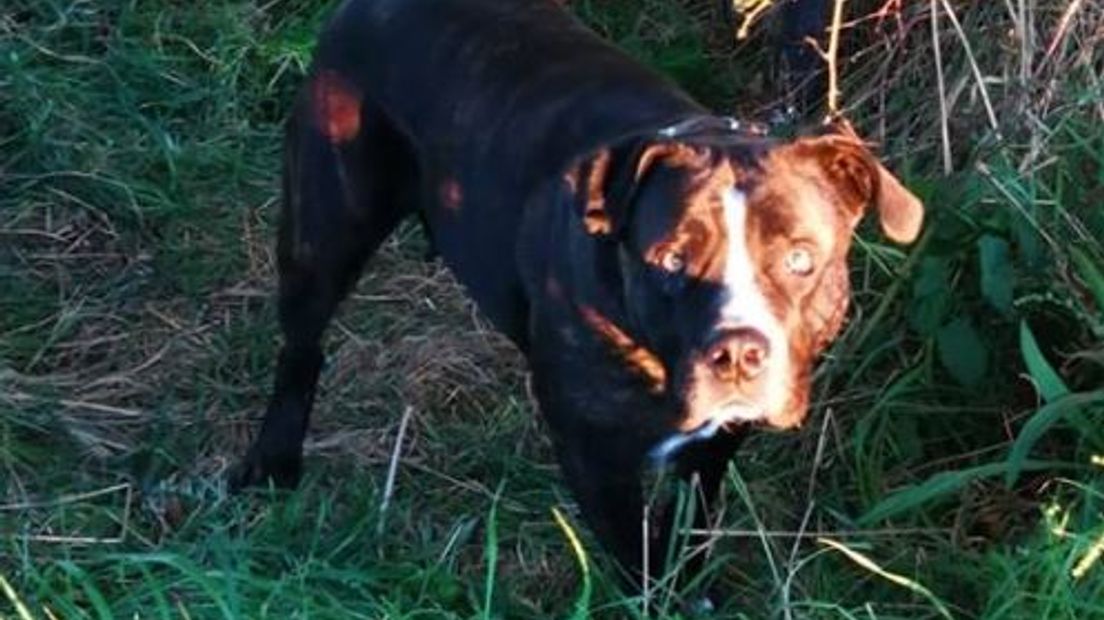 Gewonde hond vastgebonden aan boom - Omroep Gelderland Gewonde hond vastgebonden aan boom - Omroep Gelderland