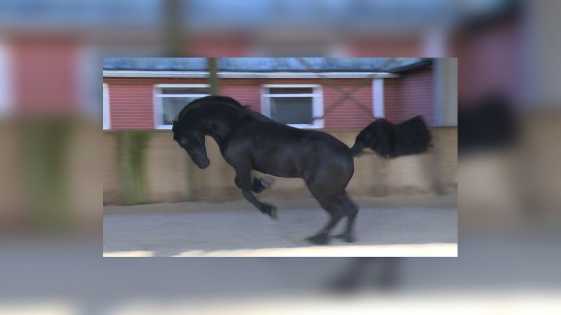 Hengst Jasper 366 is onverwoestbaar: "Hij is een geboren entertainer ...