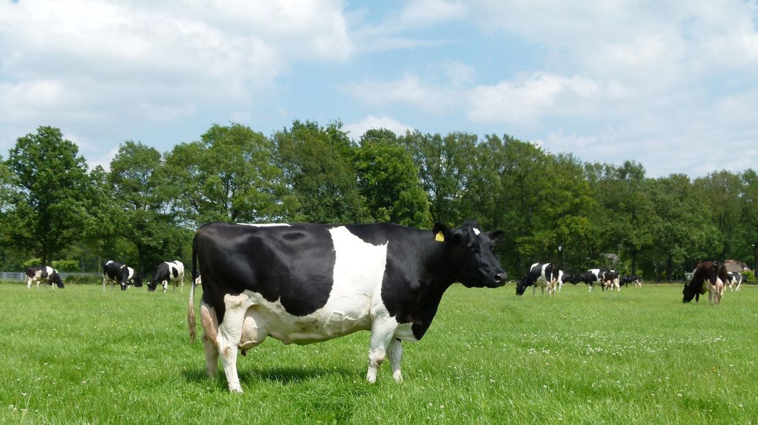 Fries-Hollandse koe verkozen tot zeldzaam ras van het jaar 2020 - Omrop ...