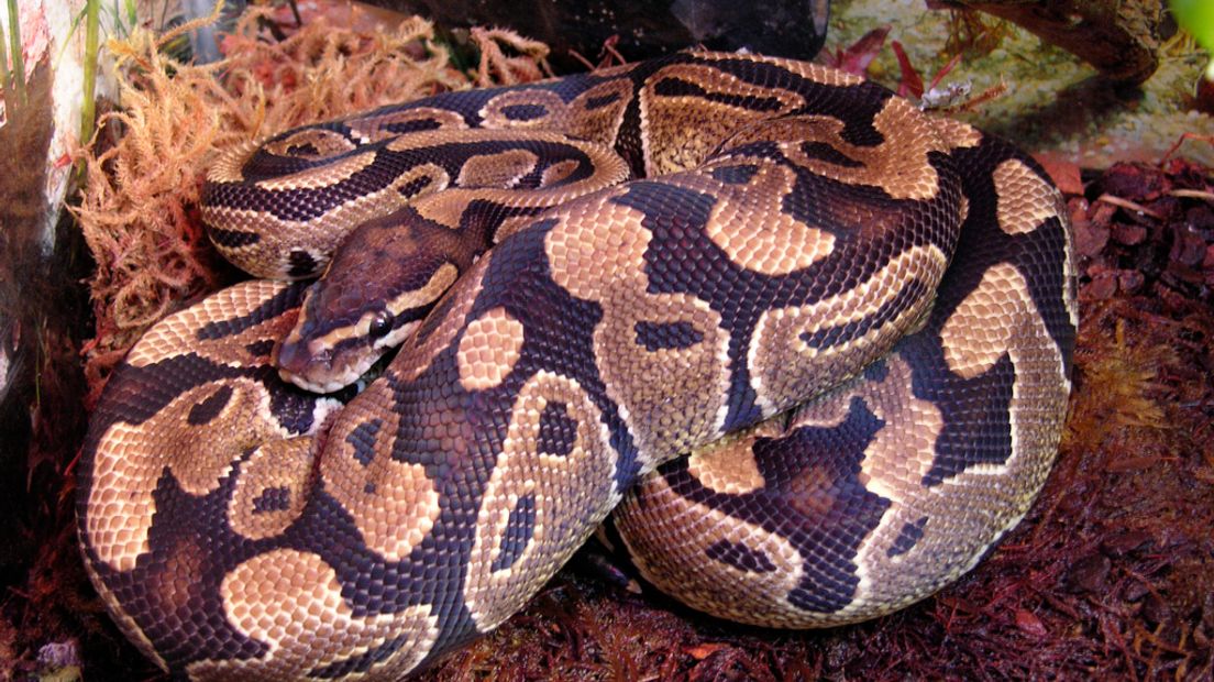 Koningspython ontsnapt in Alblasserdam: 'Hij doet niks' - Rijnmond