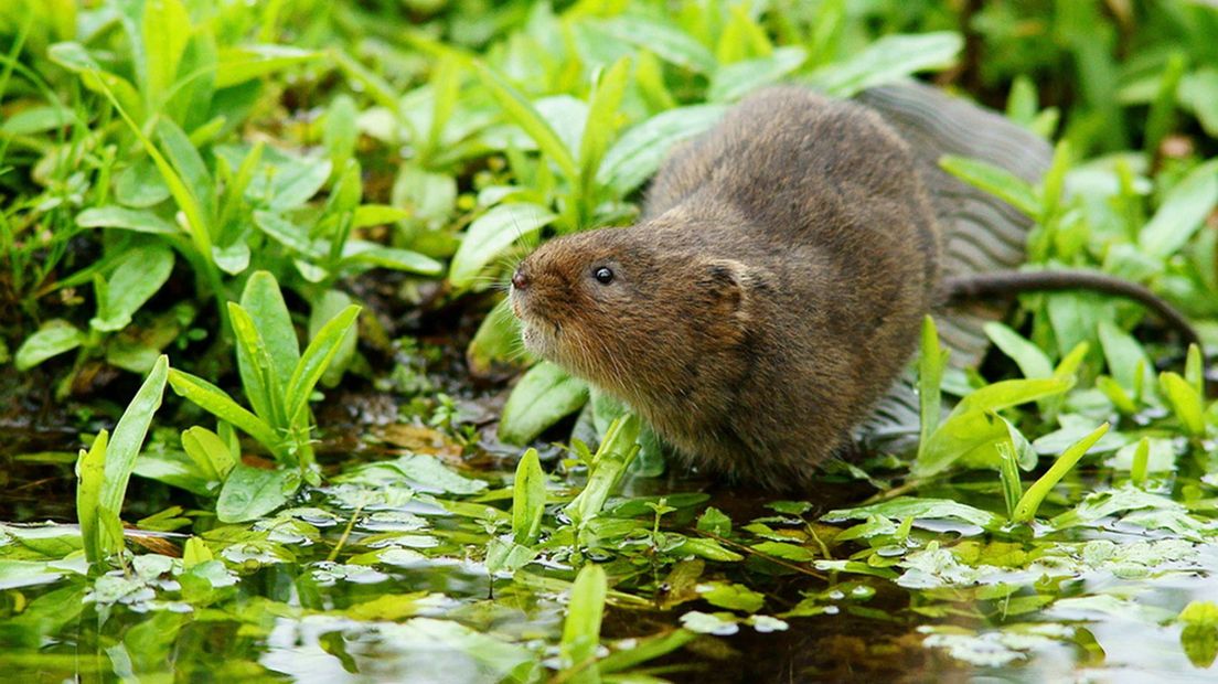 De woelrat is een echte waterrat - RTV Drenthe