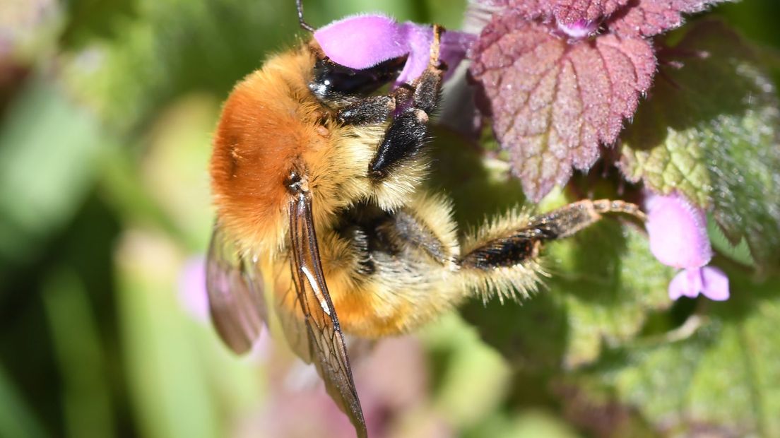Zeldzame moshommel gezien in de kop van Drenthe - RTV Drenthe