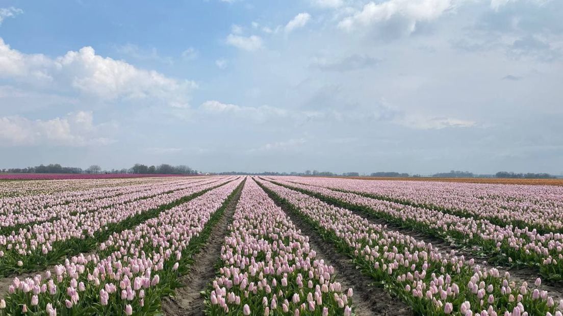 In beeld: bloeiende tulpenvelden geven Noord-Groningen extra kleur ...