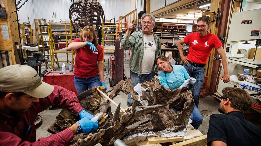 Tyrannosaurus rex Trix bijna klaar voor vertrek naar Naturalis in ...