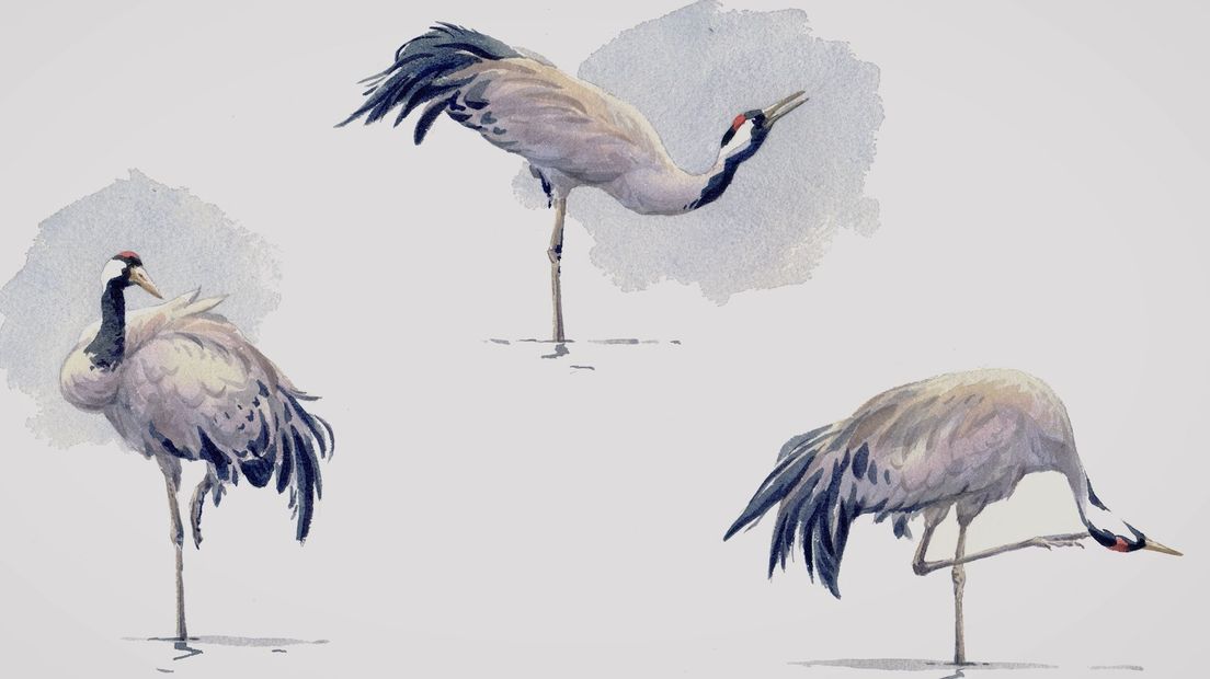 De Kwetsbare Kraanvogel Op Afstand Vastgelegd Roeg