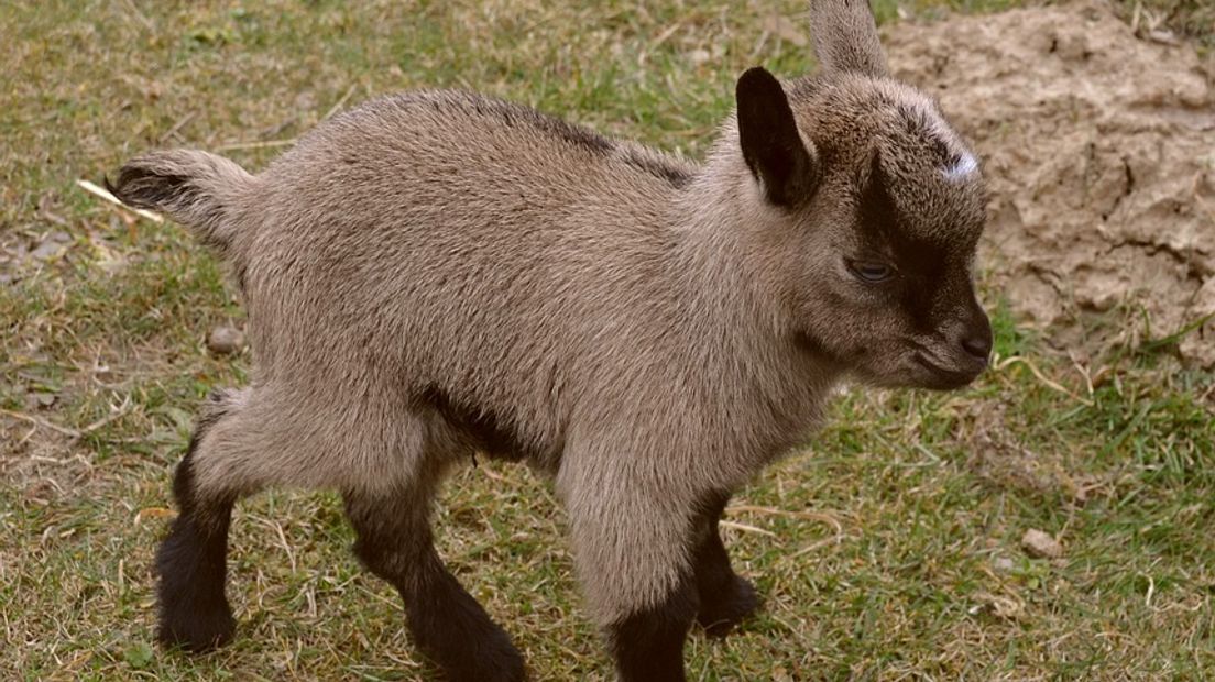 Hoe heten baby geitjes? - Rijnmond