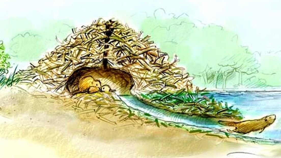 Scholieren adopteren beverburcht - RTV Drenthe