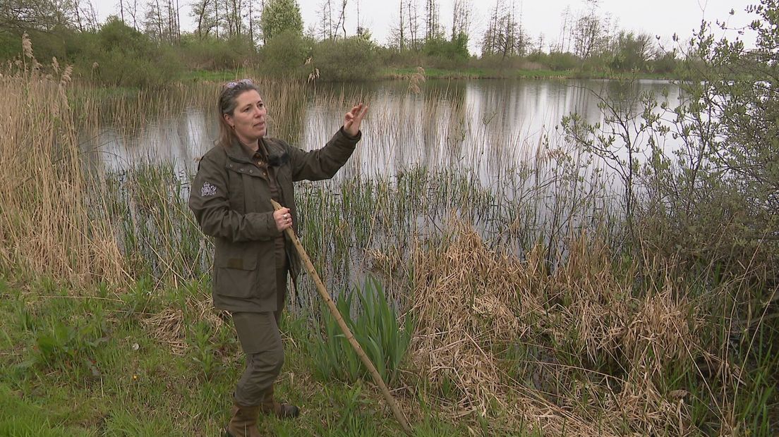 Bever tussen de sportvissers in de Brunstingerplas - RTV Drenthe