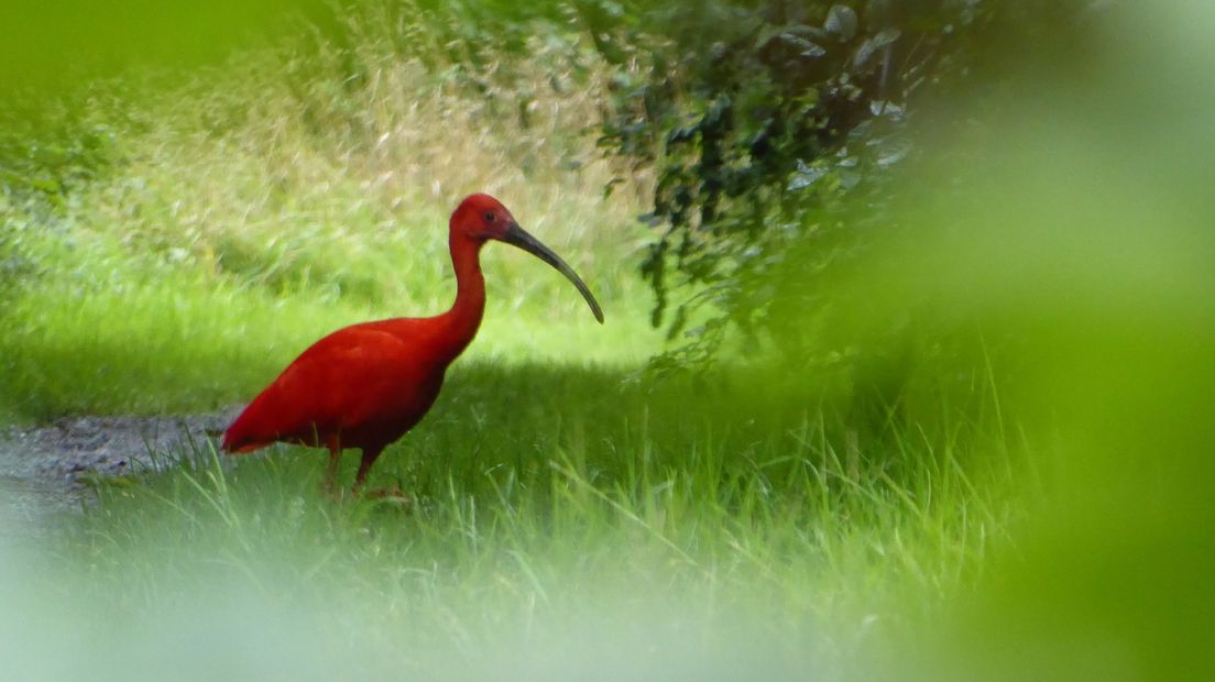 Bijzondere verschijning in 't Zandt: een rode ibis - RTV Noord