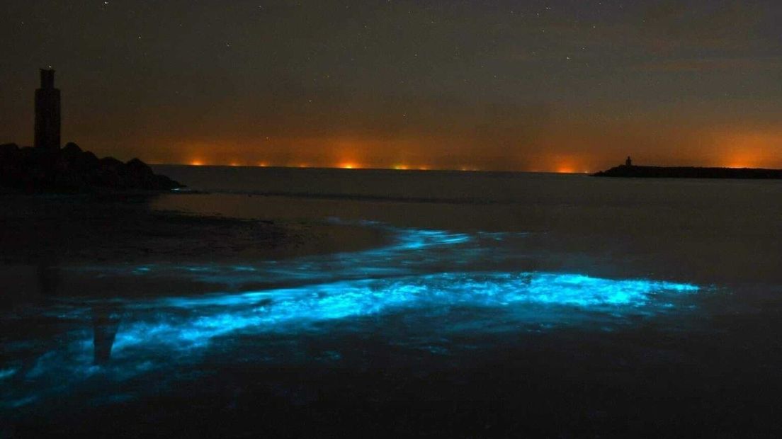 Zeeuwse kust kleurt weer blauw: zeevonk op verschillende plekken gespot - Omroep Zeeland