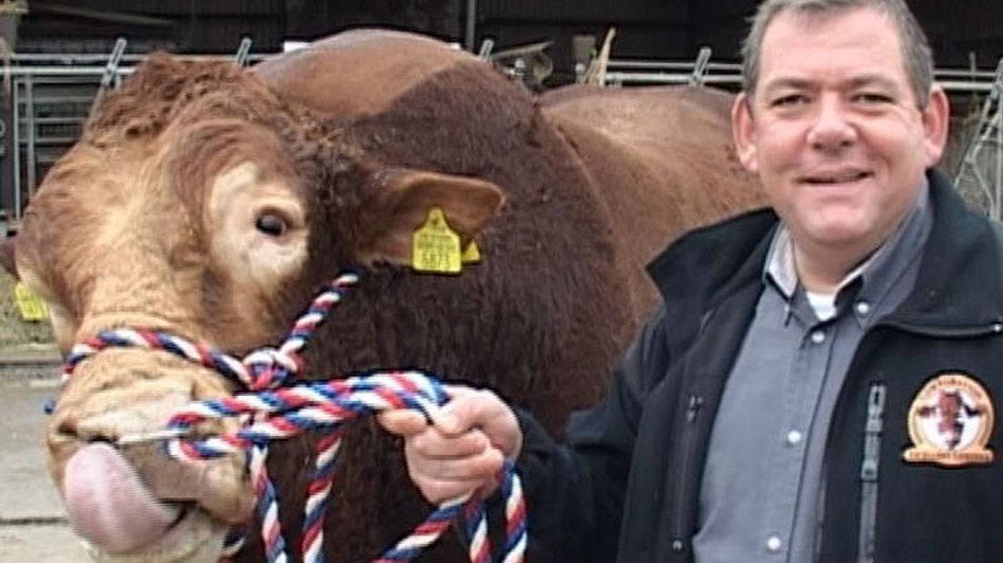 Grootste en zwaarste stier komt uit Bleskensgraaf - Rijnmond