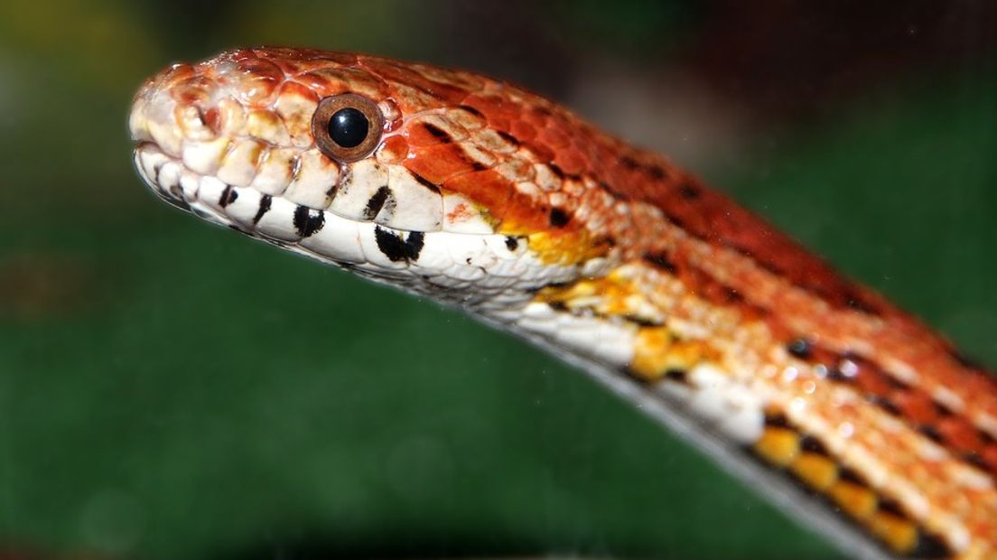 Rattenslang ontsnapt in Rotterdam-Oost - Rijnmond