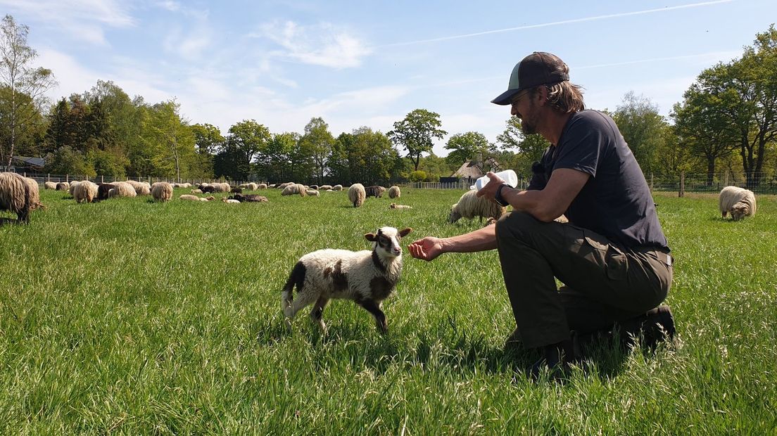 Schaapskudde Exloo is tevreden met nieuwe herder én buitenverblijf ...