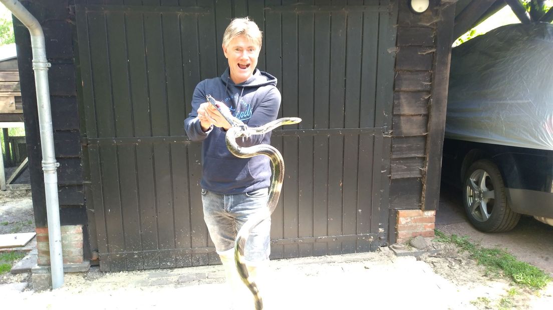 'Tafeltje dekje' in Eelde voor Russische rattenslangen - RTV Drenthe