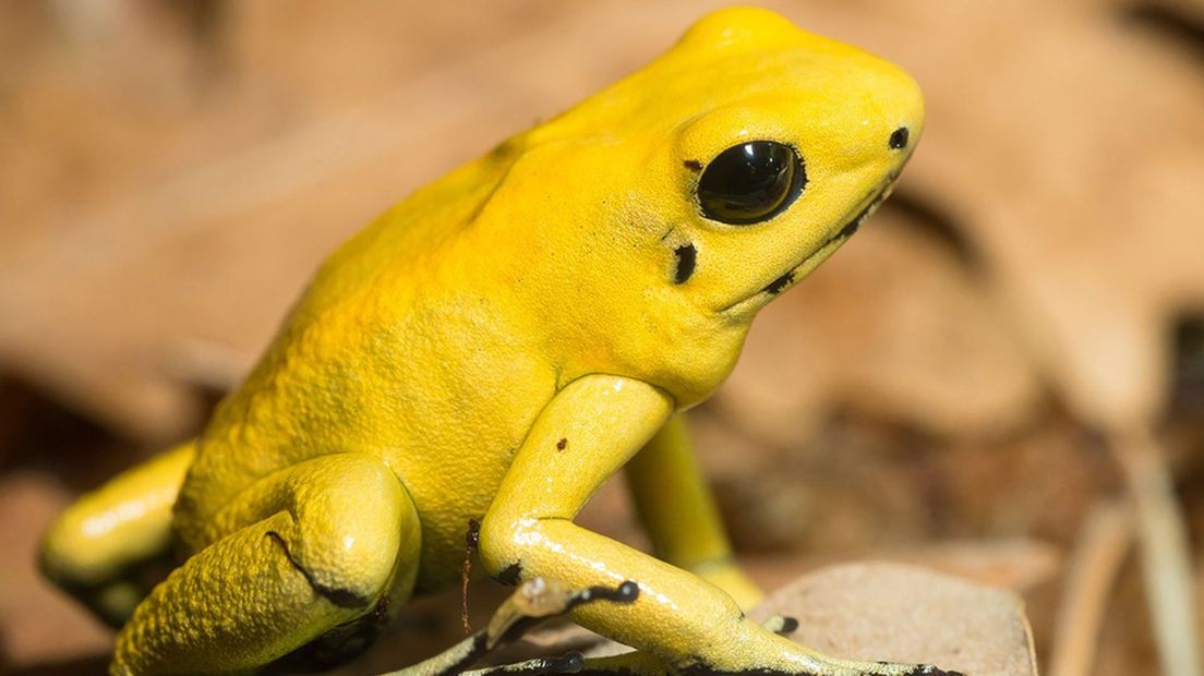 Naturalis pakt levensgevaarlijke giftige dieren uit op dierendag ...