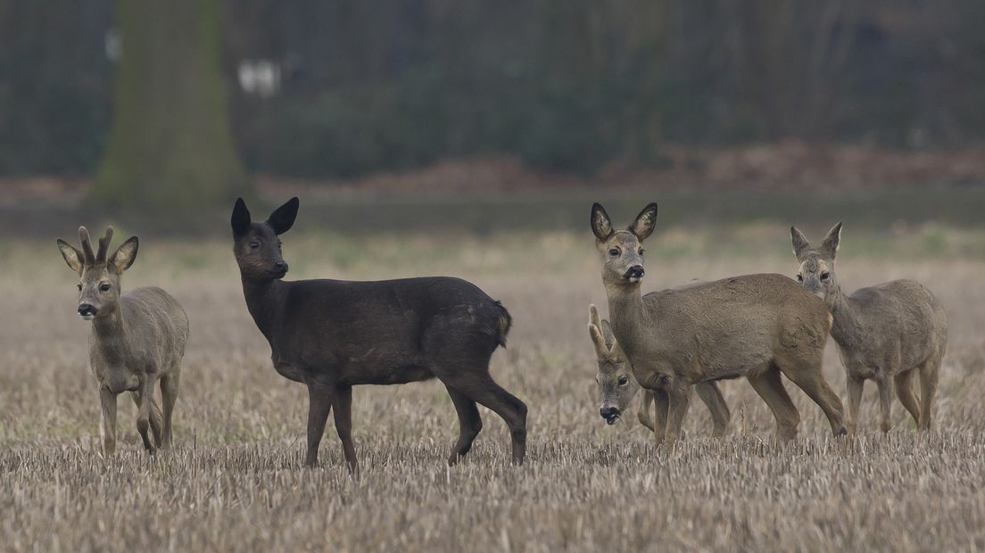 Zwarte ree gezien bij Sellingen - RTV Noord