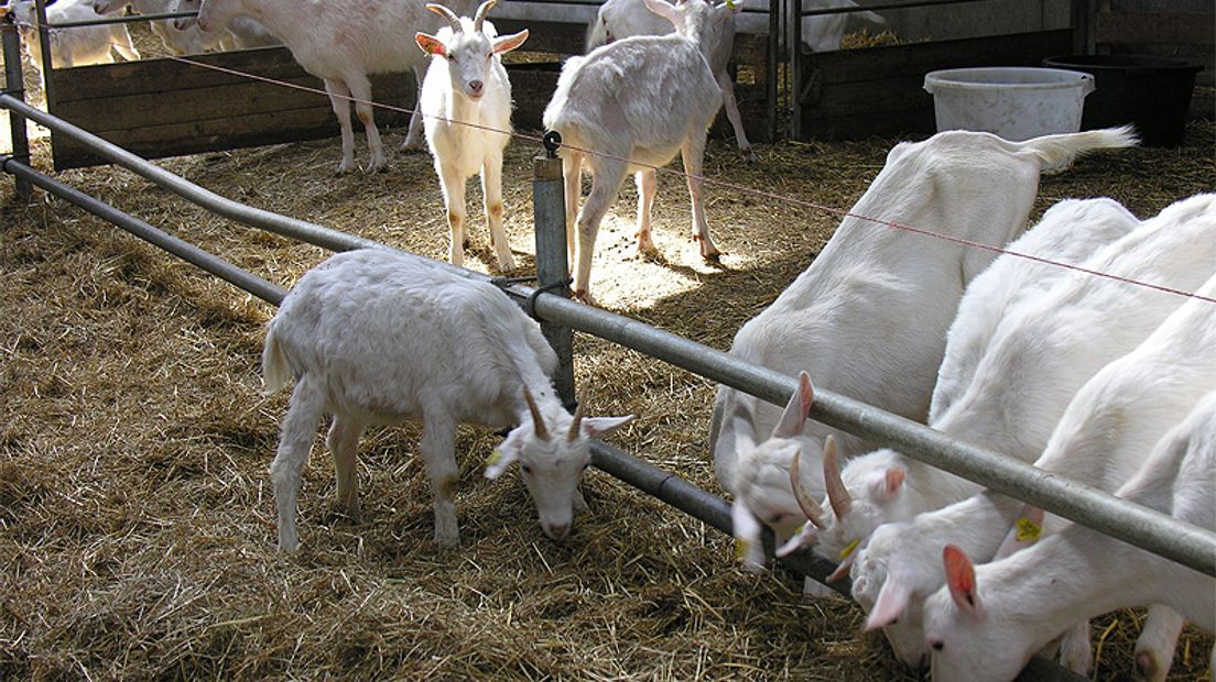 'Noordelijke geiten wel gevaccineerd tegen Q-koorts' - RTV Drenthe
