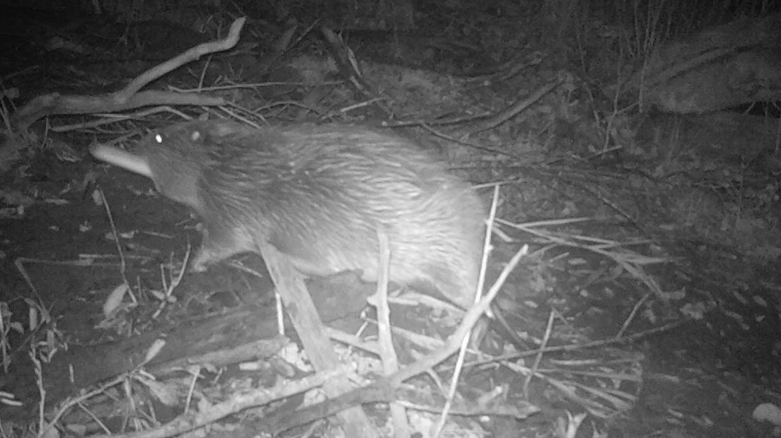 Wildcam: bever gaat verder met drie poten - RTV Drenthe