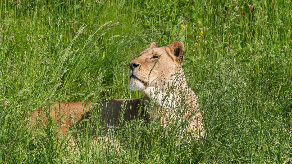 Leeuwin Tia dood na gevecht in Wildlands - RTV Drenthe