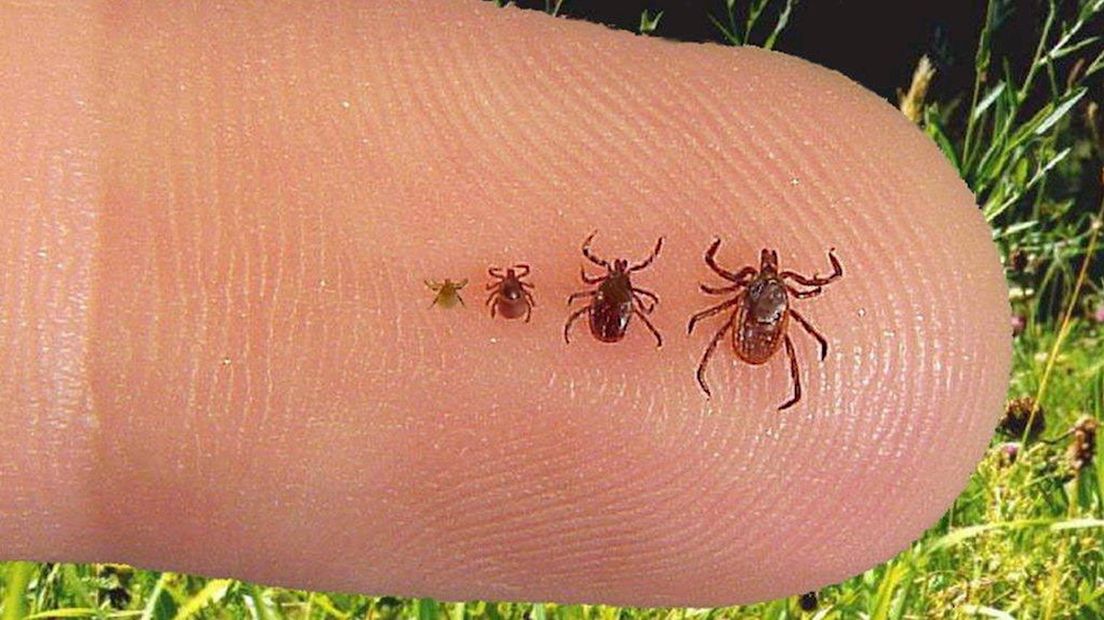 De teek is het meeste gevaarlijke dier op de Sallandse Heuvelrug - RTV Oost