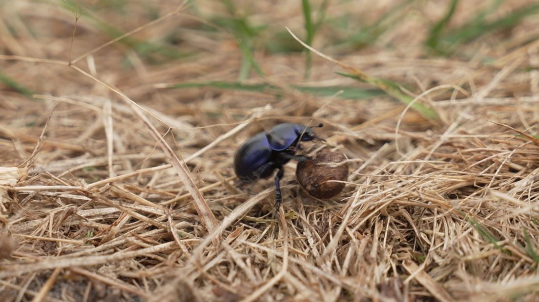 Veel hulpeloze mestkevers in de natuur: 'Omdraaien heeft geen zin ...