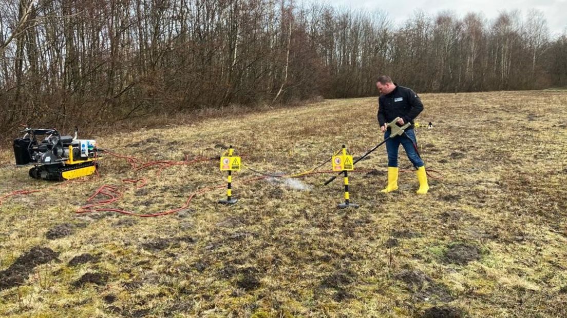 Staatsbosbeheer gaat strijd aan met de gele bieslelie - Omroep Zeeland
